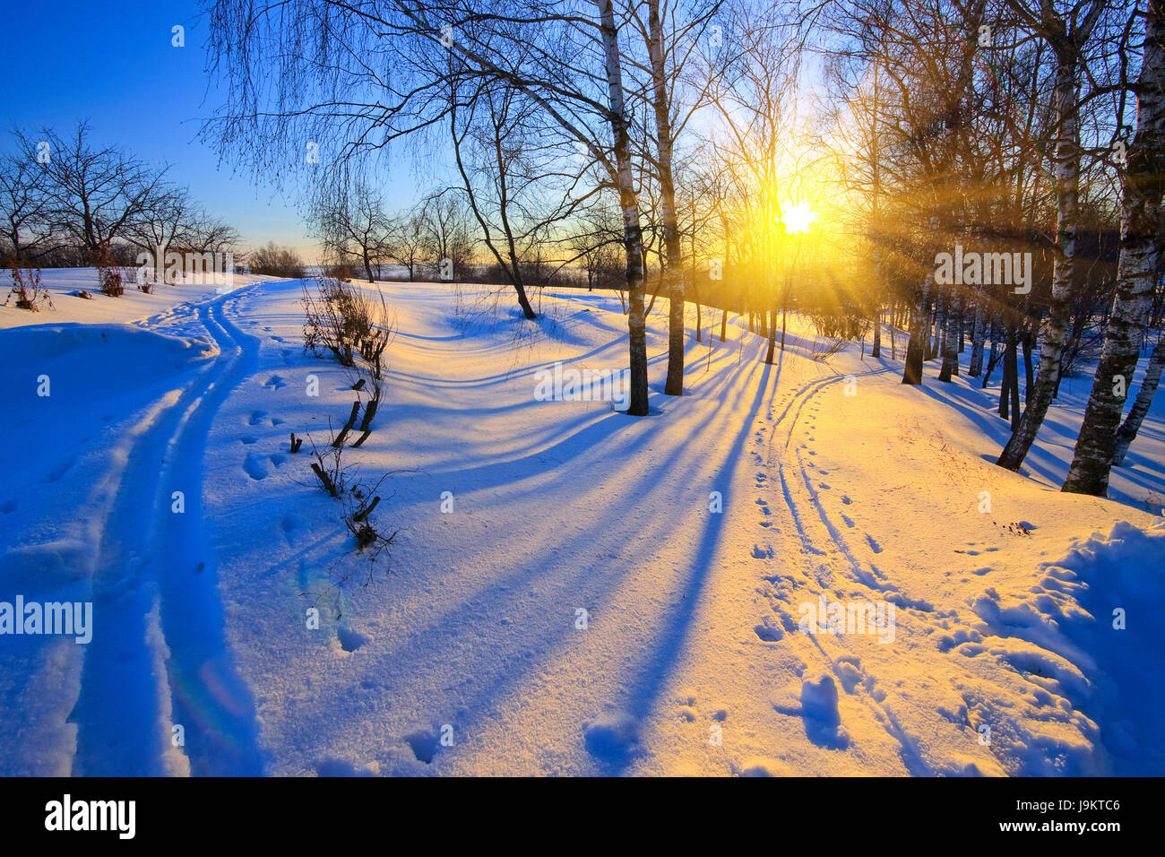 tree, horizon, park, winter, cold, sunset, snow, coke, cocaine ...