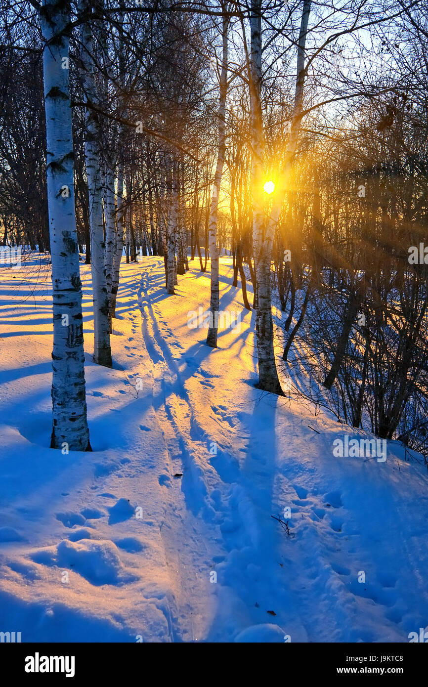 tree, horizon, park, winter, cold, sunset, snow, coke, cocaine ...