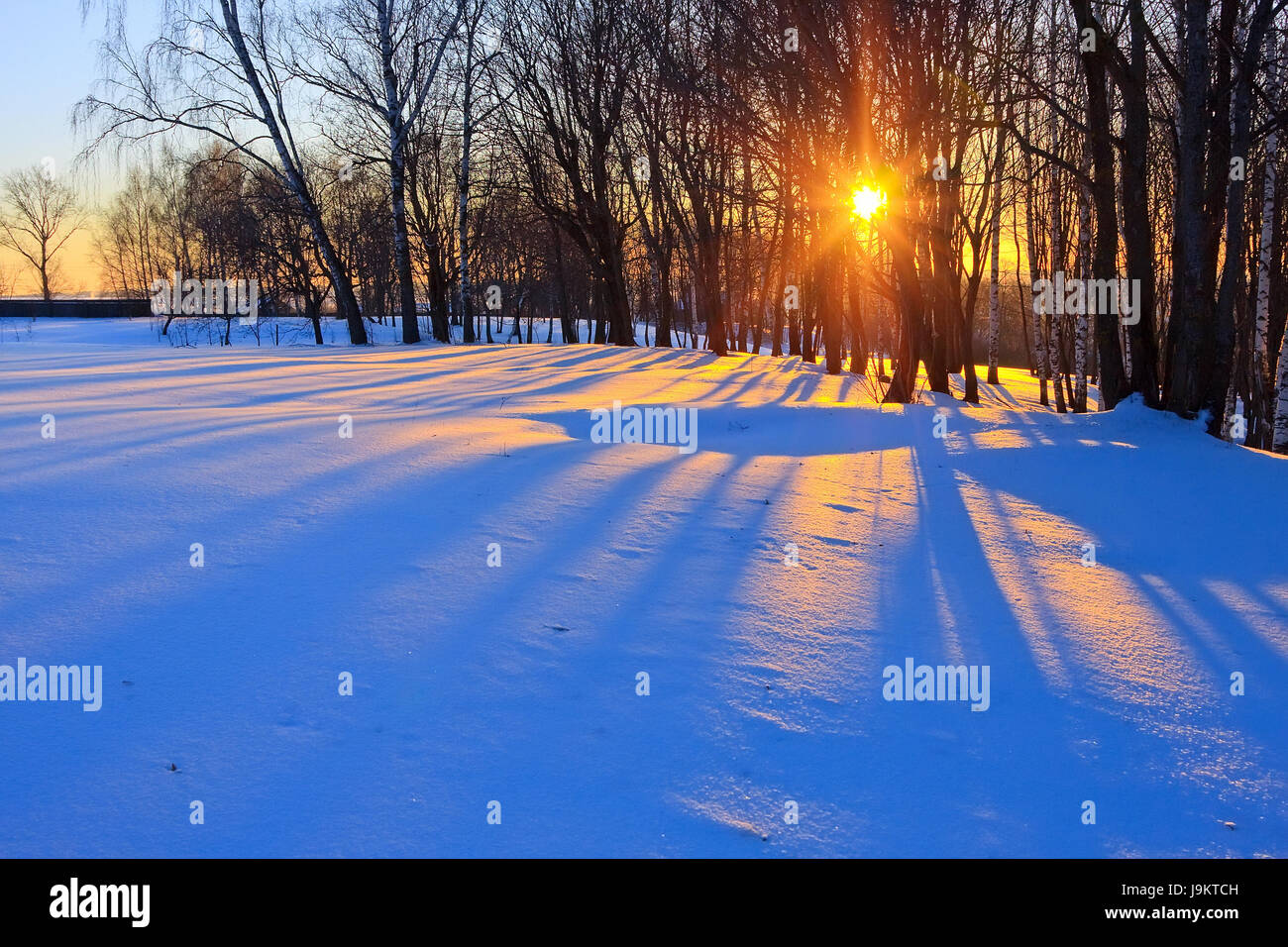 beautiful, beauteously, nice, tree, park, winter, cold, sunset, snow ...