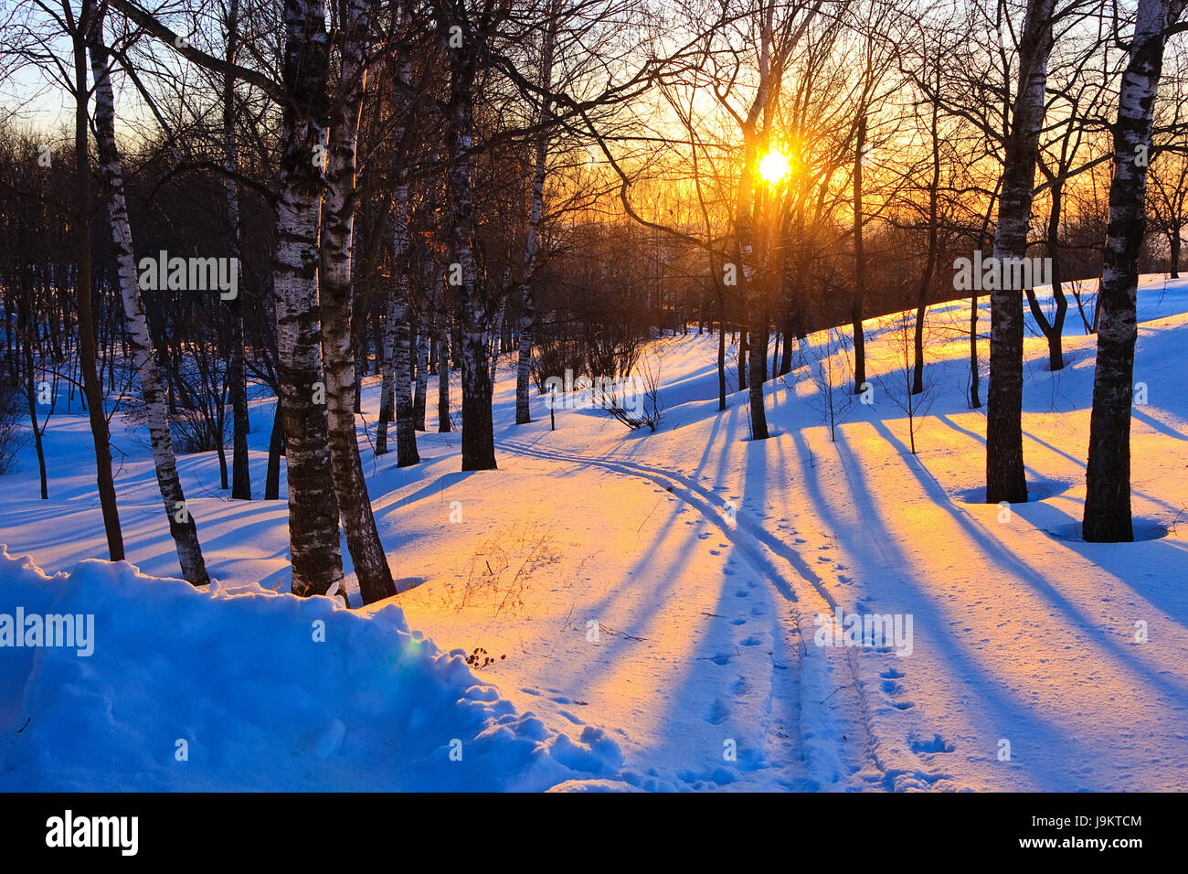 tree, park, winter, cold, sunset, snow, coke, cocaine, material, drug ...
