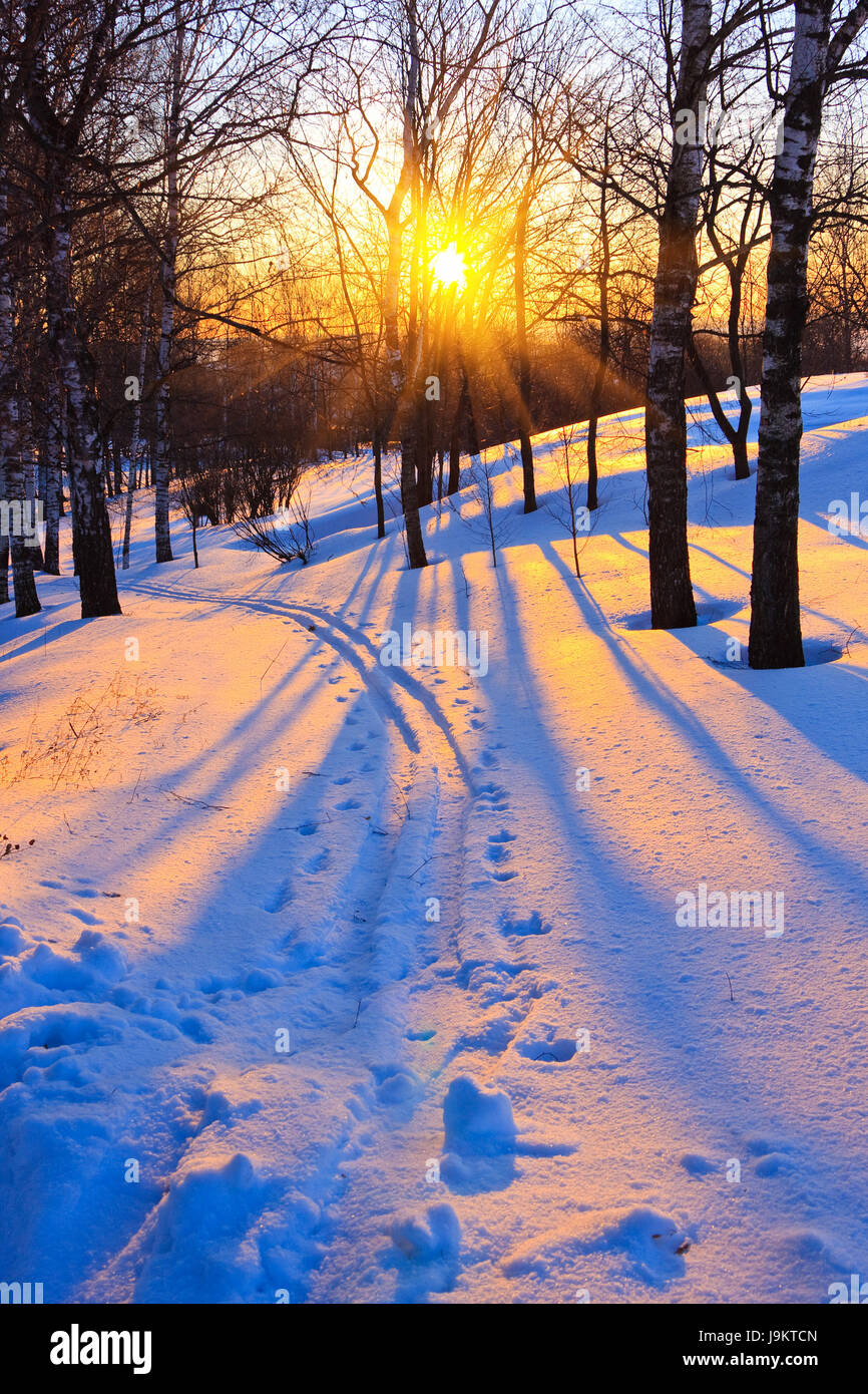 tree, horizon, park, winter, cold, sunset, snow, coke, cocaine ...