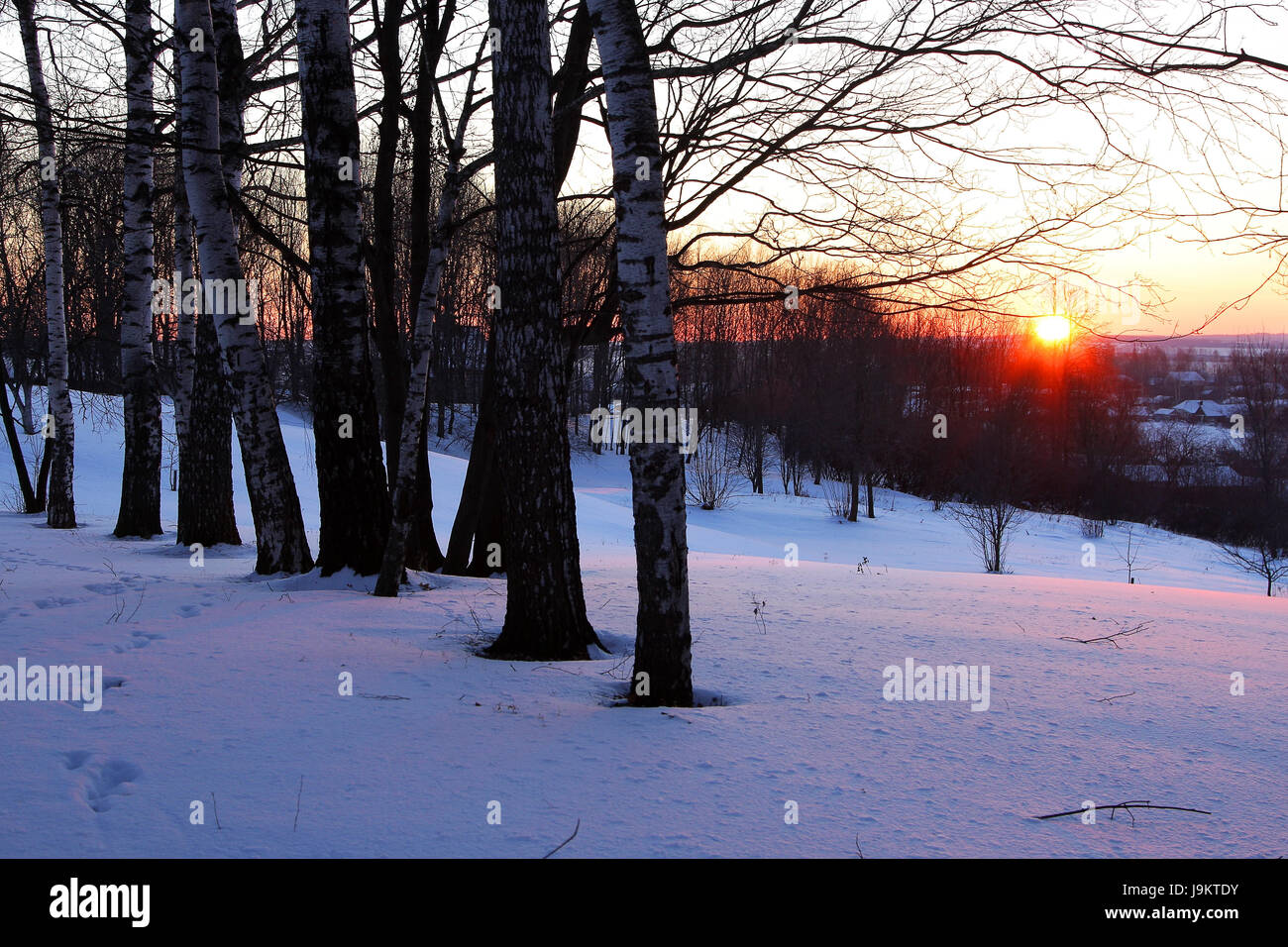 tree, horizon, park, winter, cold, sunset, snow, coke, cocaine ...