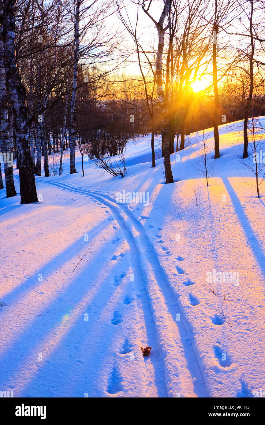 tree, horizon, park, winter, cold, sunset, pine, snow, coke, cocaine ...