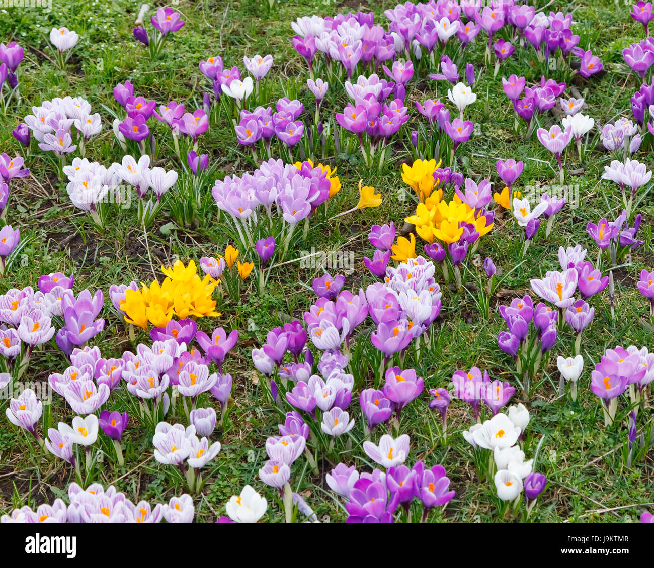 blue, beautiful, beauteously, nice, colour, park, ground, soil, earth ...