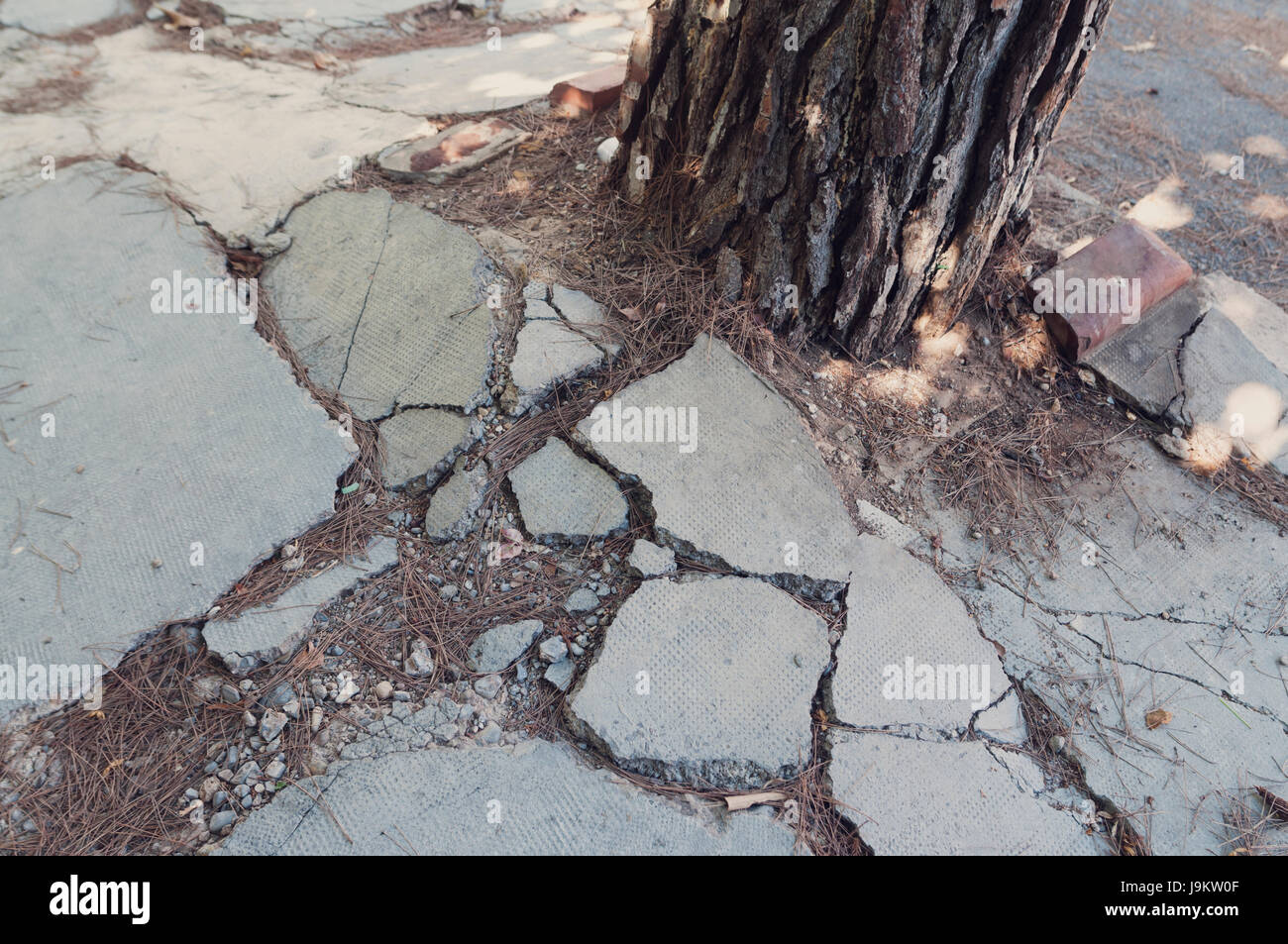 Tree roots damage pavement hi-res stock photography and images - Alamy