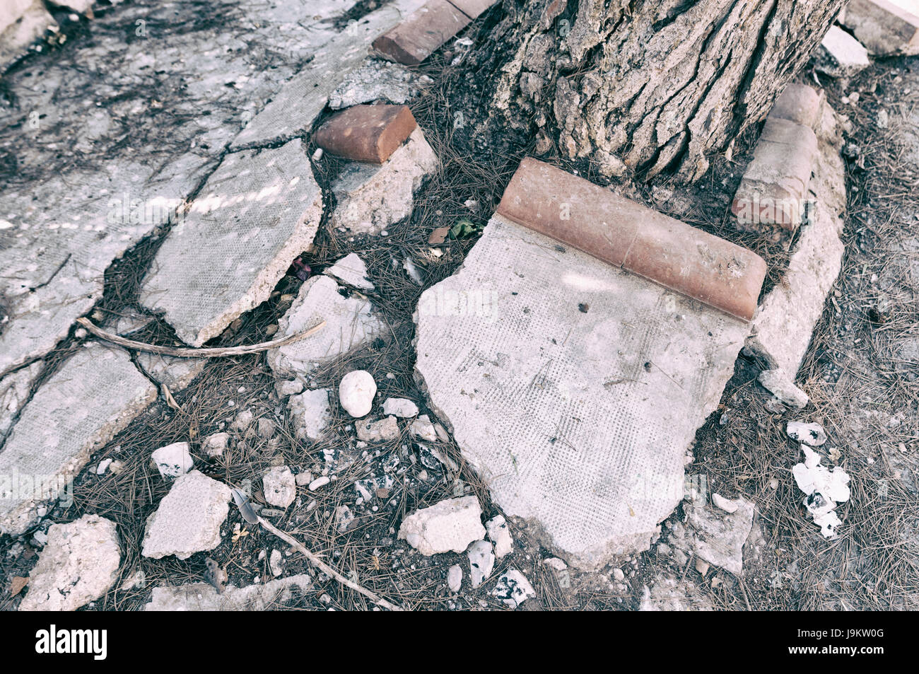 Tree roots damage pavement hi-res stock photography and images - Alamy