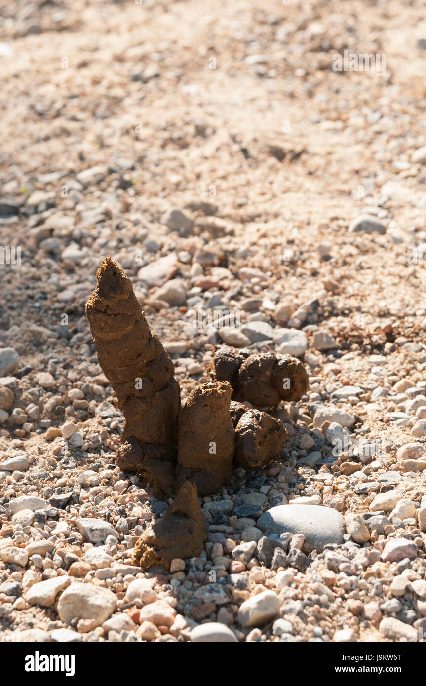 Excreta hi-res stock photography and images - Alamy