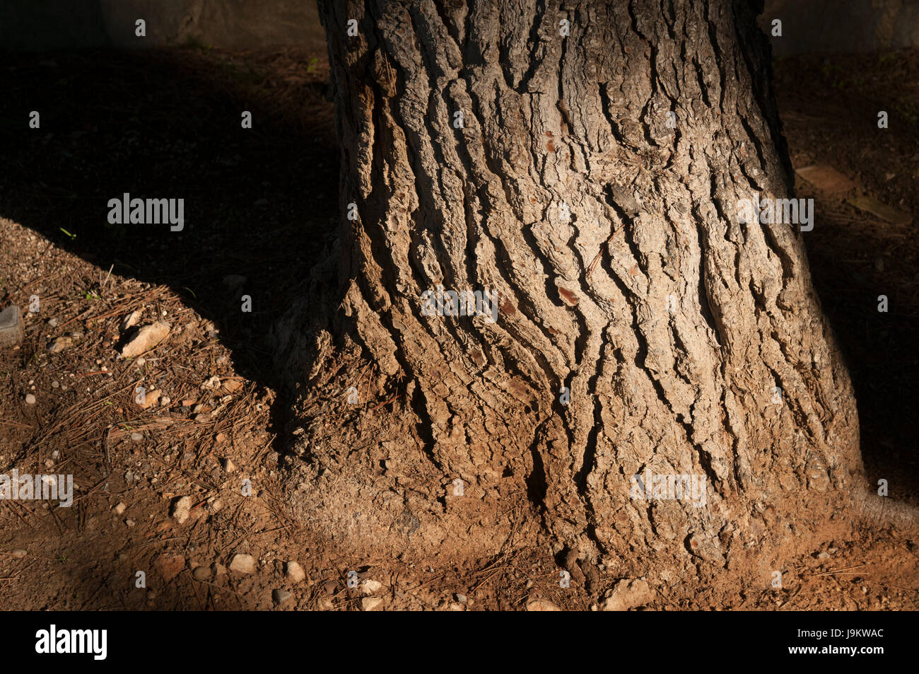 pine tree trunk Stock Photo - Alamy