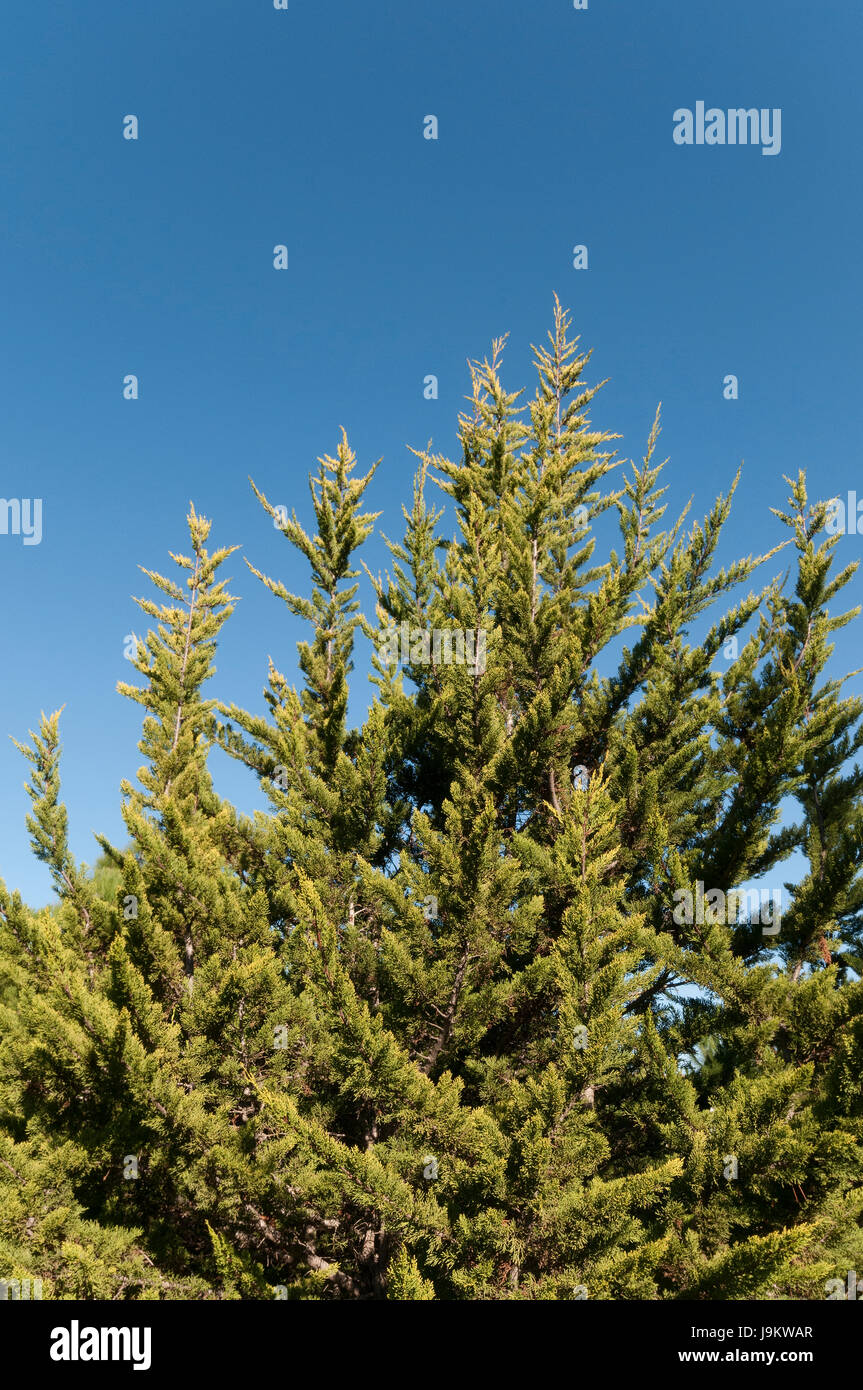 Fir tree top Stock Photo - Alamy