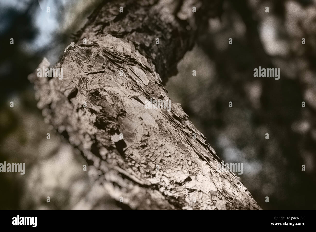 Pine tree bark texture Stock Photo - Alamy