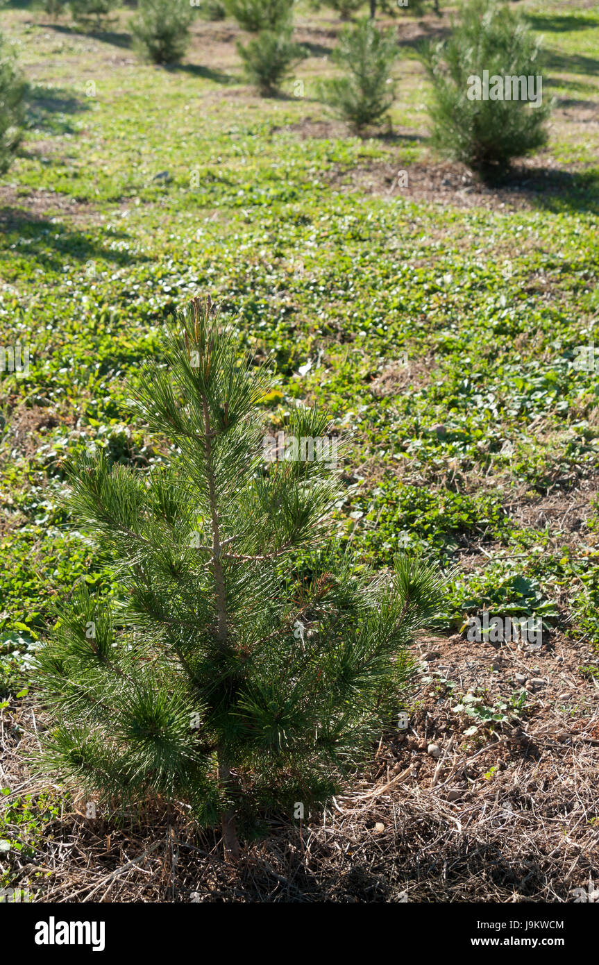 Pine plantation for reforestation Stock Photo - Alamy