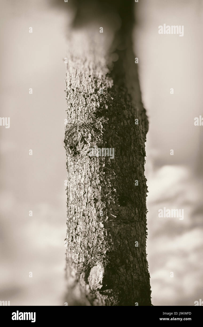 pine tree trunk Stock Photo - Alamy