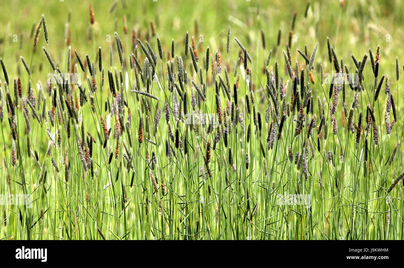 bloom, blossom, flourish, flourishing, blade of grass, meadow, grass ...