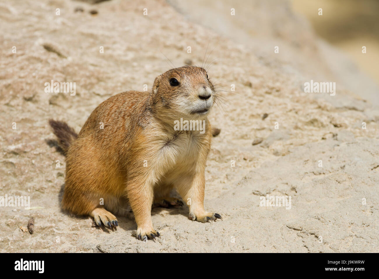 desert, wasteland, animal, rodent, america, caution, animal world ...