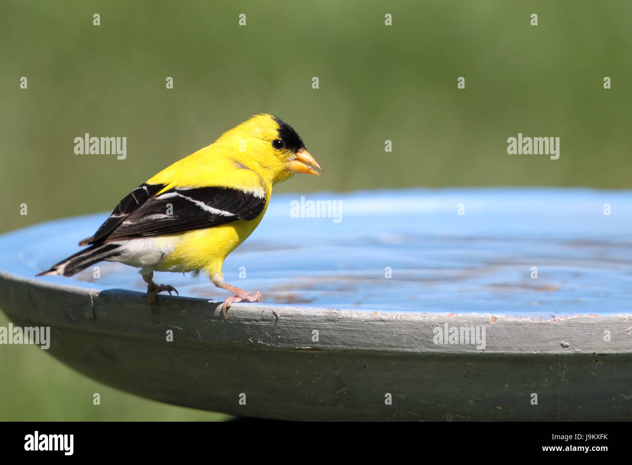 wild, goldfinch, colorful, nature, birdbath, animal, wild, birds, wing ...