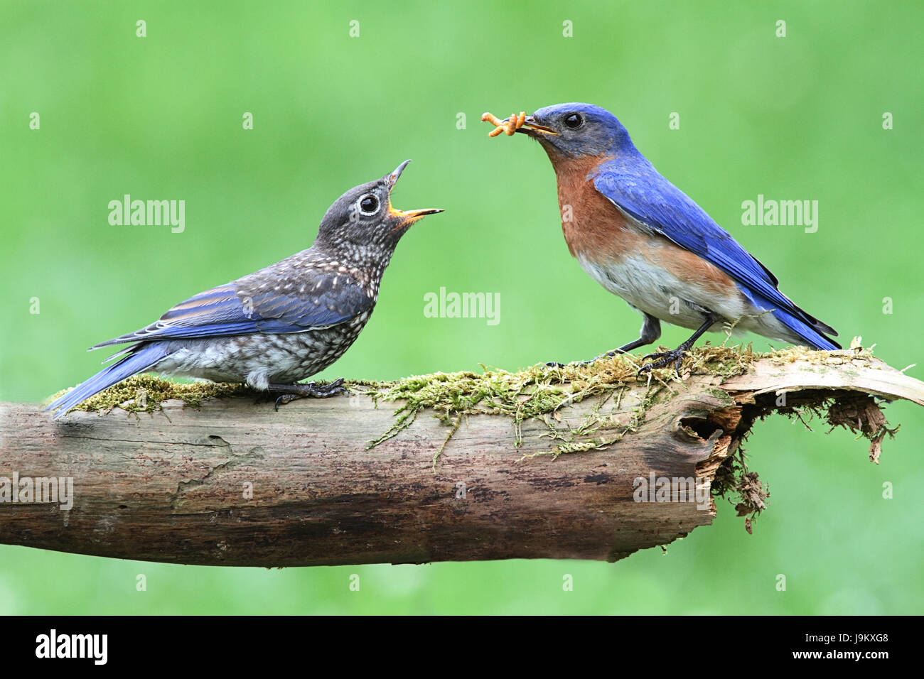 blue, bird, wild, nature, bird, fauna, wild, animals, male, masculine ...