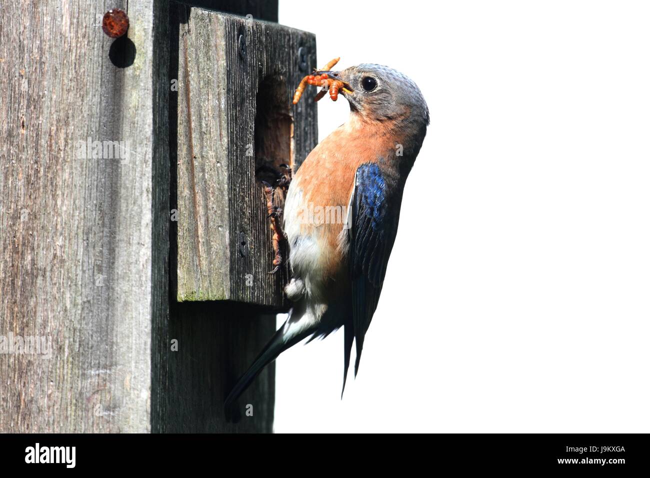 isolated, bird, white, isolated, animal, insect, bird, wild, birds ...