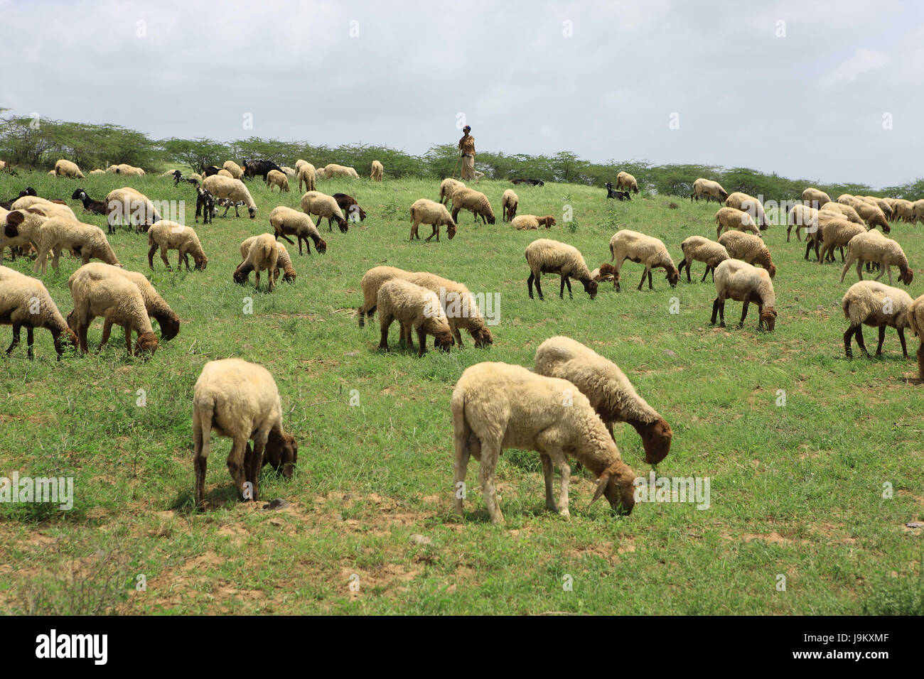 Shepherd with sheep, Kutch, Gujarat, India, Asia Stock Photo - Alamy