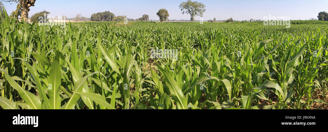 maize field, madhya pradesh, India, Asia Stock Photo - Alamy
