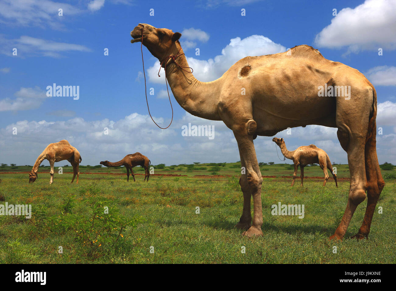 Camels grazing, Gujarat, India, Asia Stock Photo - Alamy