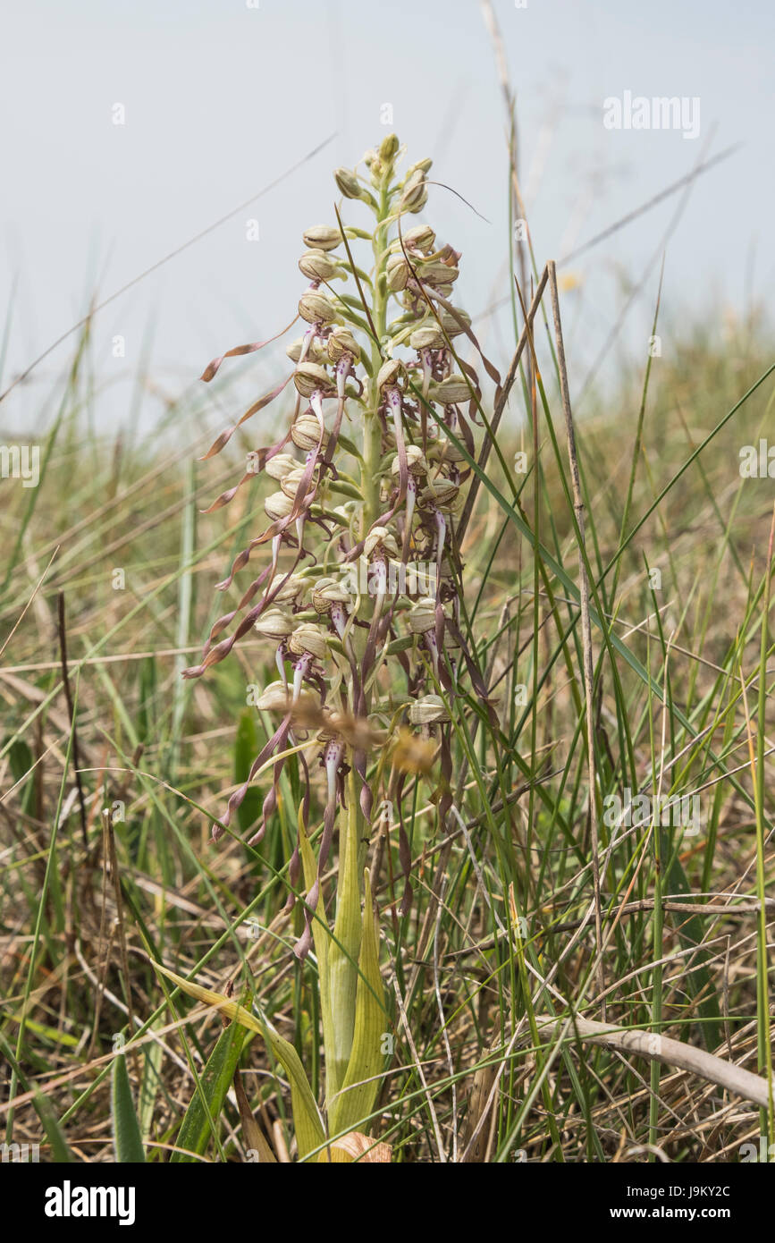 The nationally rare (at least in the UK) Lizard Orchid (Himantoglossum ...