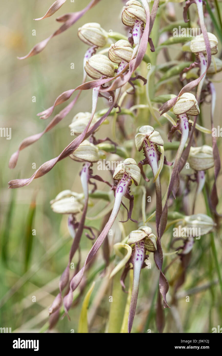 Flowers of the nationally rare (at least in the UK) Lizard Orchid ...