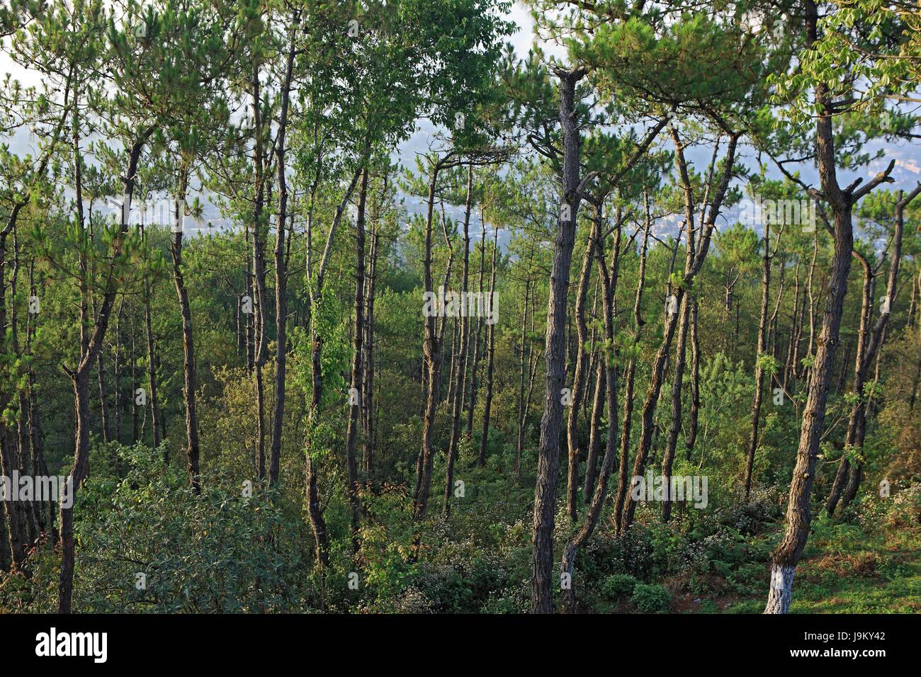 Trees, Meghalaya, India, Asia Stock Photo - Alamy