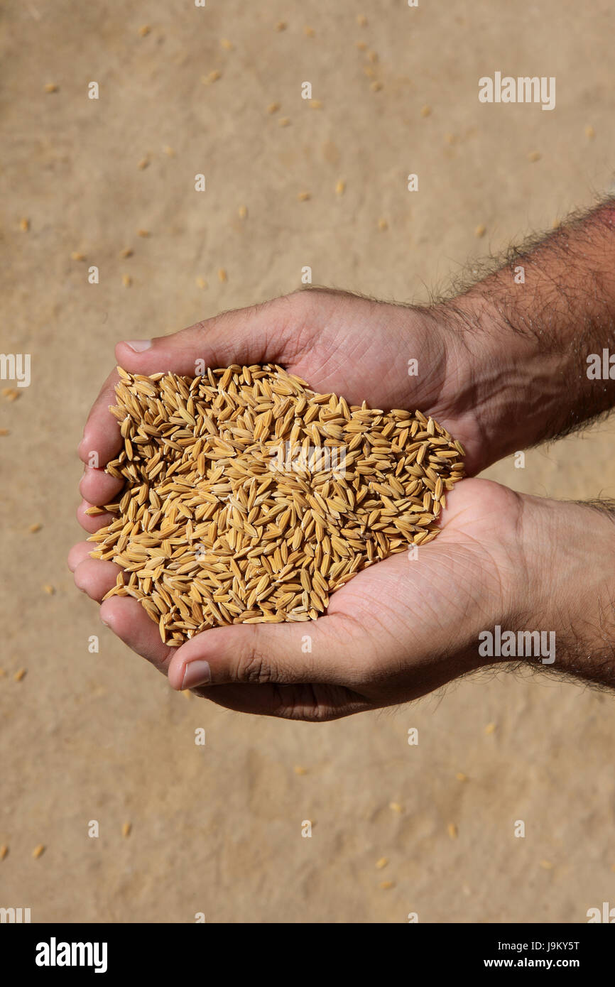 Paddy Seeds High Resolution Stock Photography and Images - Alamy