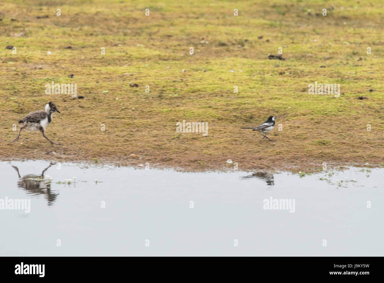 Pied wagtail chick hi-res stock photography and images - Alamy