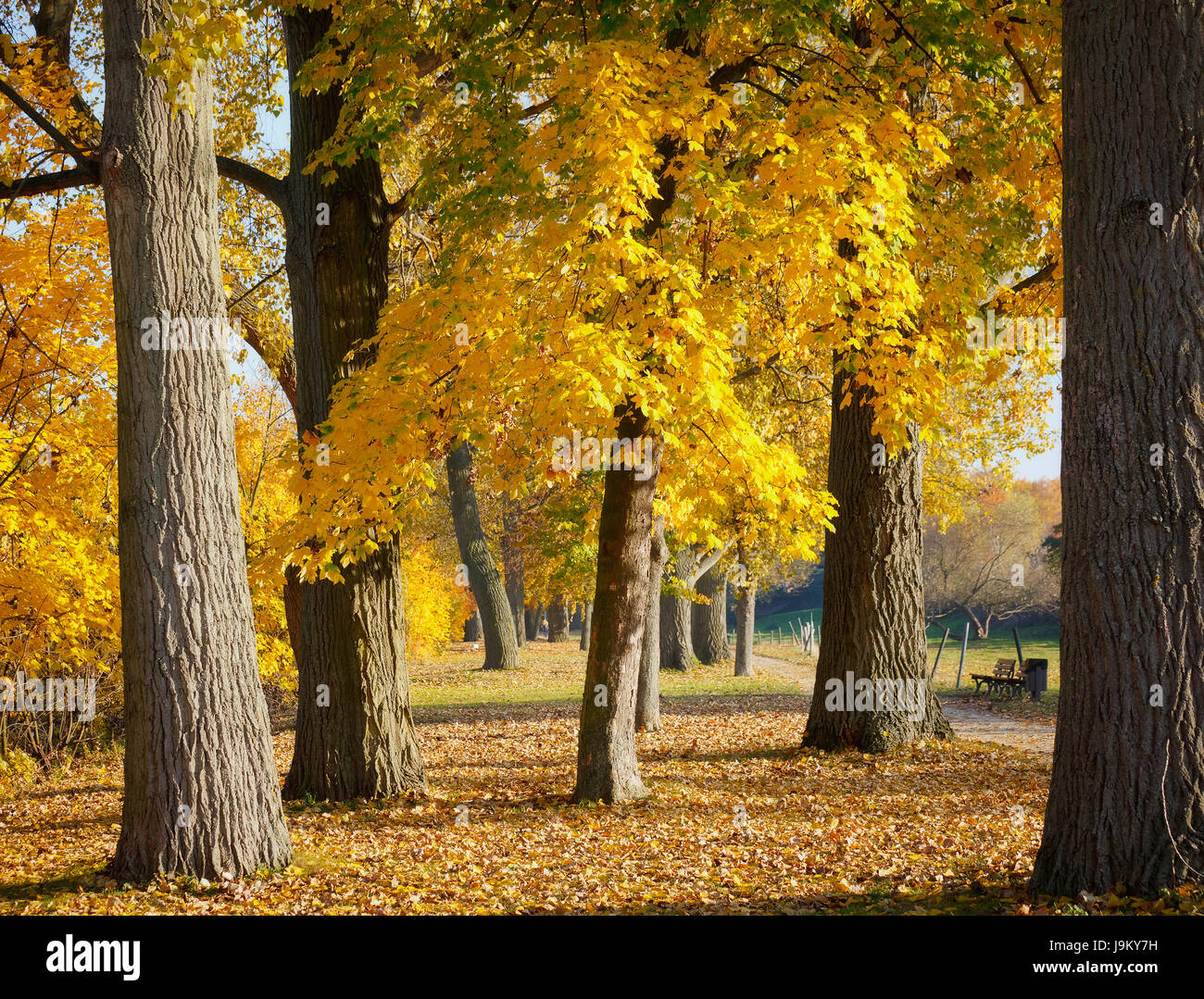 beautiful, beauteously, nice, leaf, environment, enviroment, colour ...