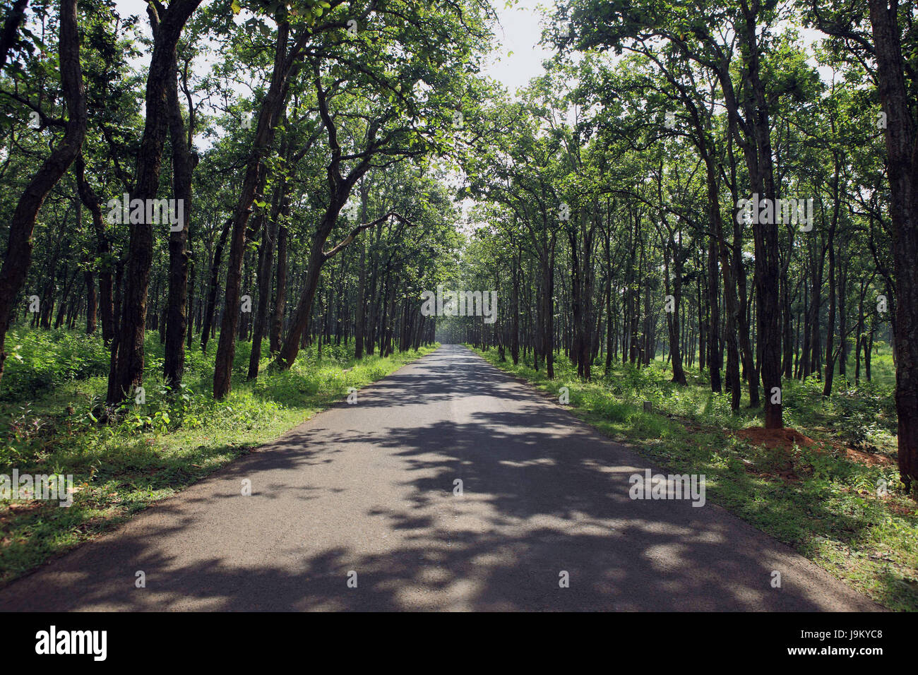 Sakhua tree hi-res stock photography and images - Alamy