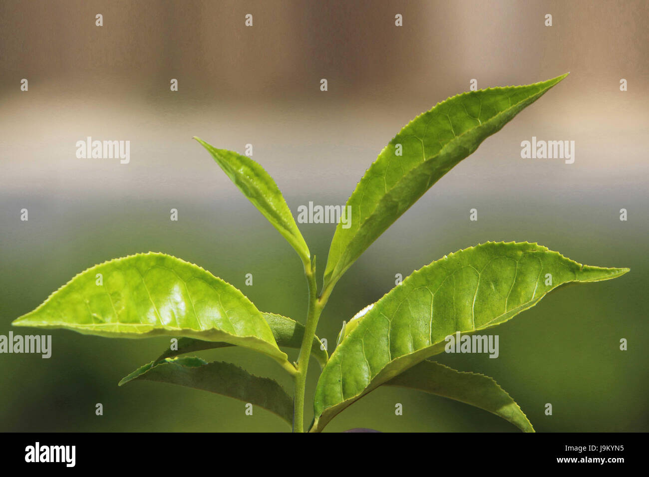tea plant, munnar, kerala, India, Asia Stock Photo - Alamy
