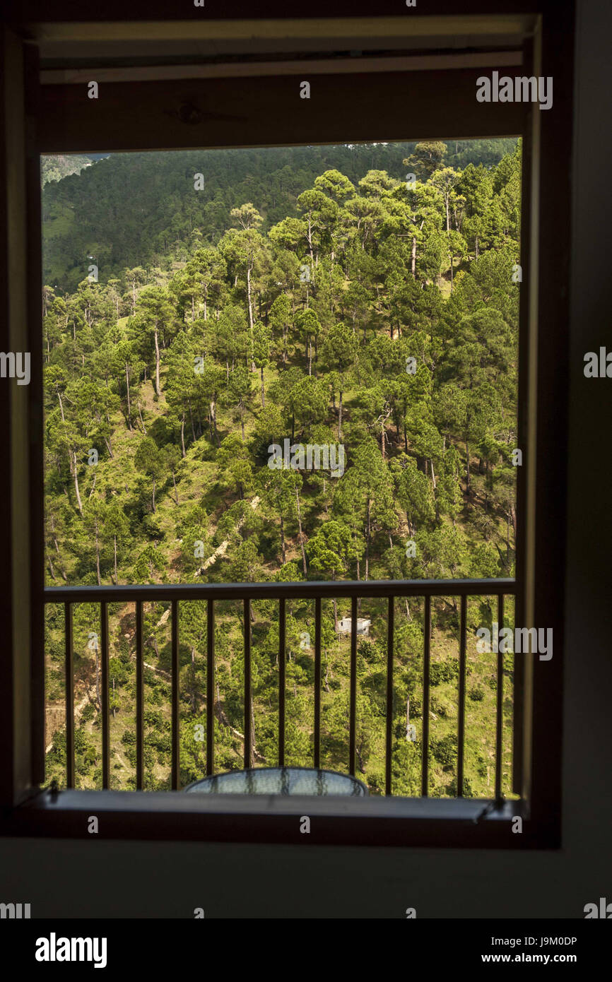 Looking out of window, binsar, uttarakhand, India, Asia Stock Photo - Alamy