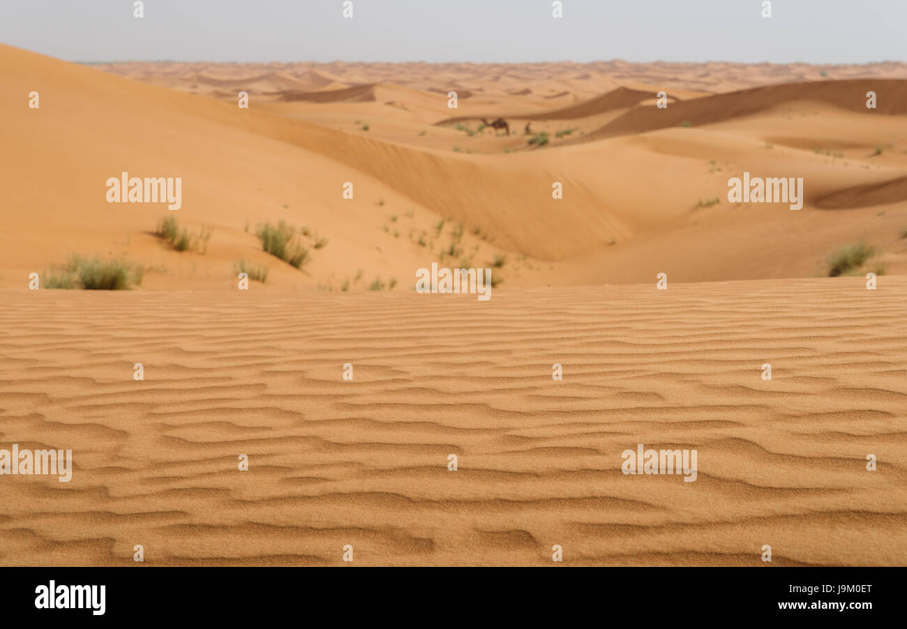 Desolate and hypnotising patterns on the sands of desert in the United ...