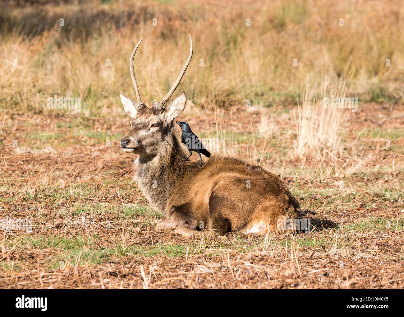 Teamwork animals hi-res stock photography and images - Alamy
