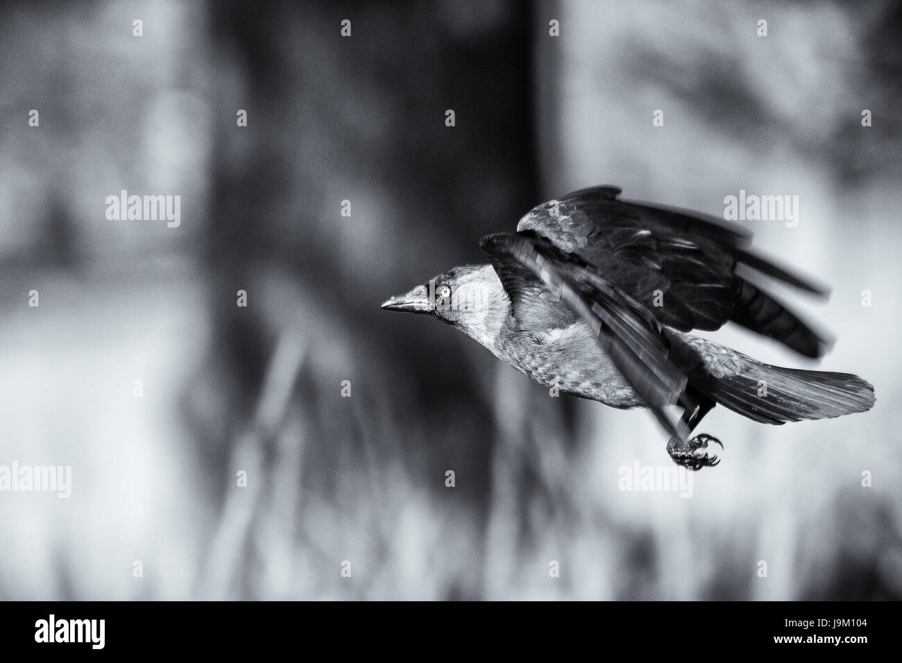 A jackdaw in flight (black and white Stock Photo - Alamy