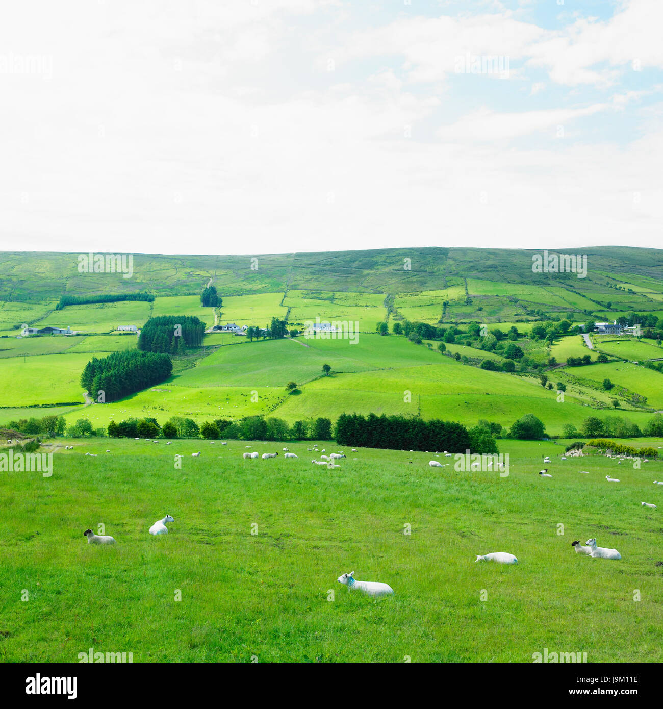 Ulster fauna hi-res stock photography and images - Alamy