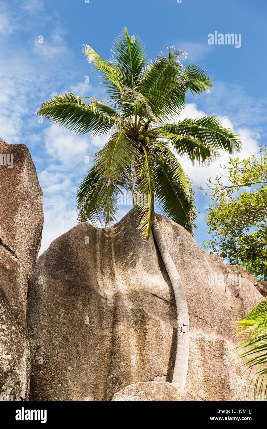 coconut palm tree at island beach on seychelles Stock Photo - Alamy