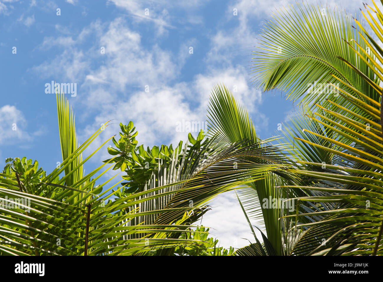 palm trees over blue sky Stock Photo - Alamy