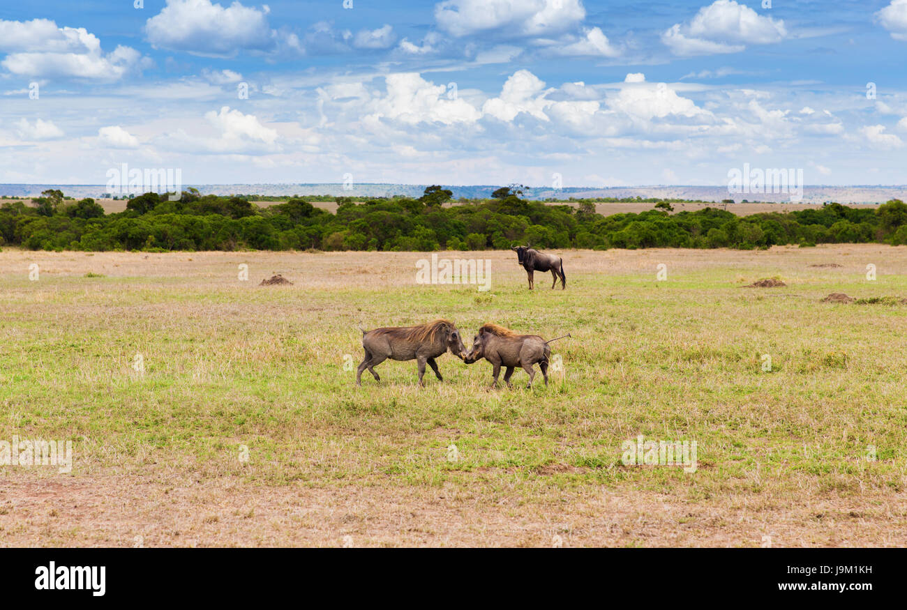 Warthog fight hi-res stock photography and images - Alamy