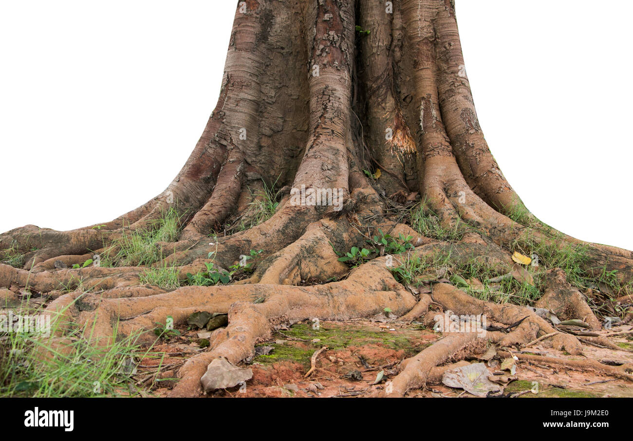 root of big tree isolated,big trunk with root,grass on the root Stock ...