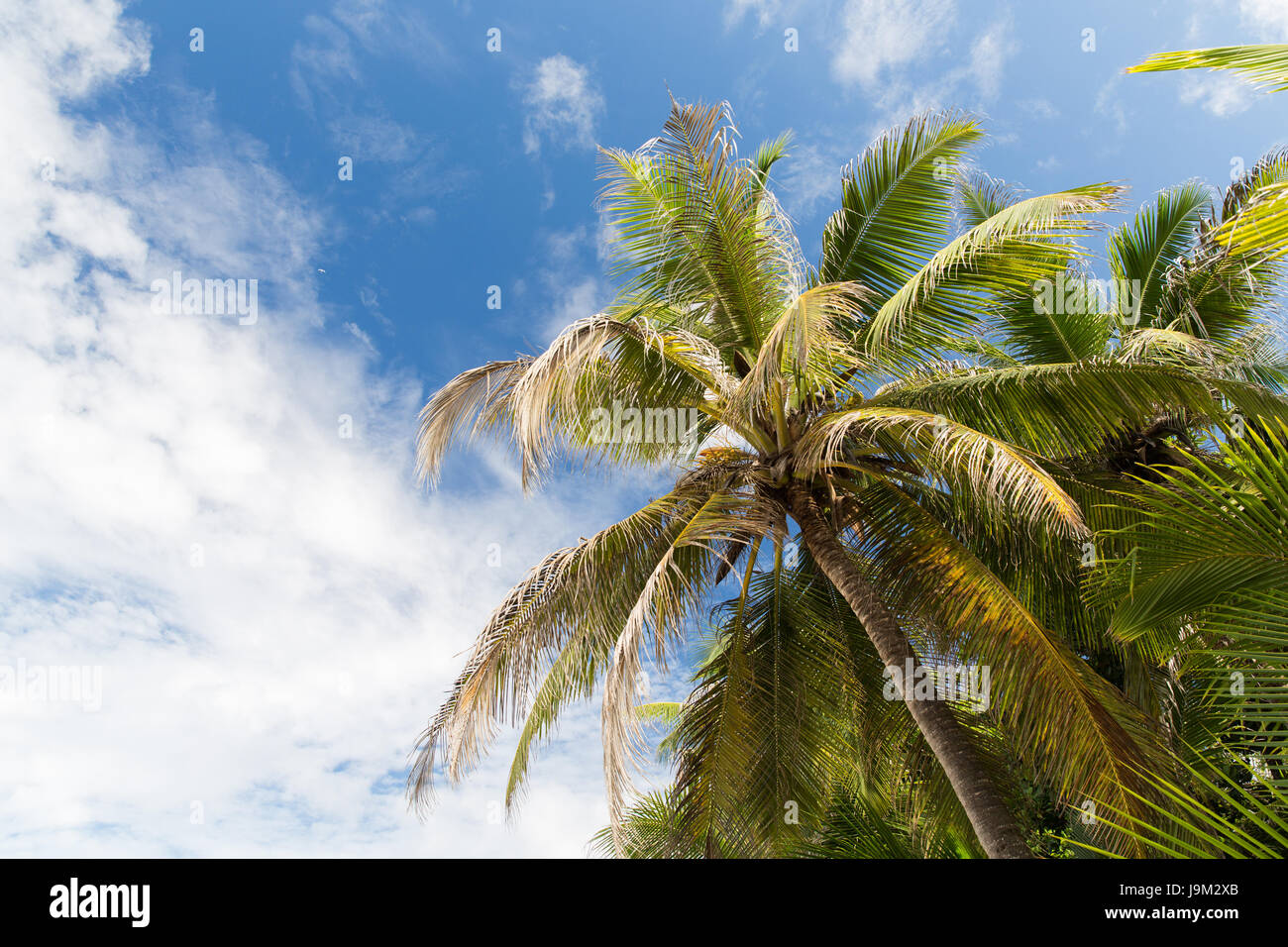 palm trees over blue sky Stock Photo - Alamy