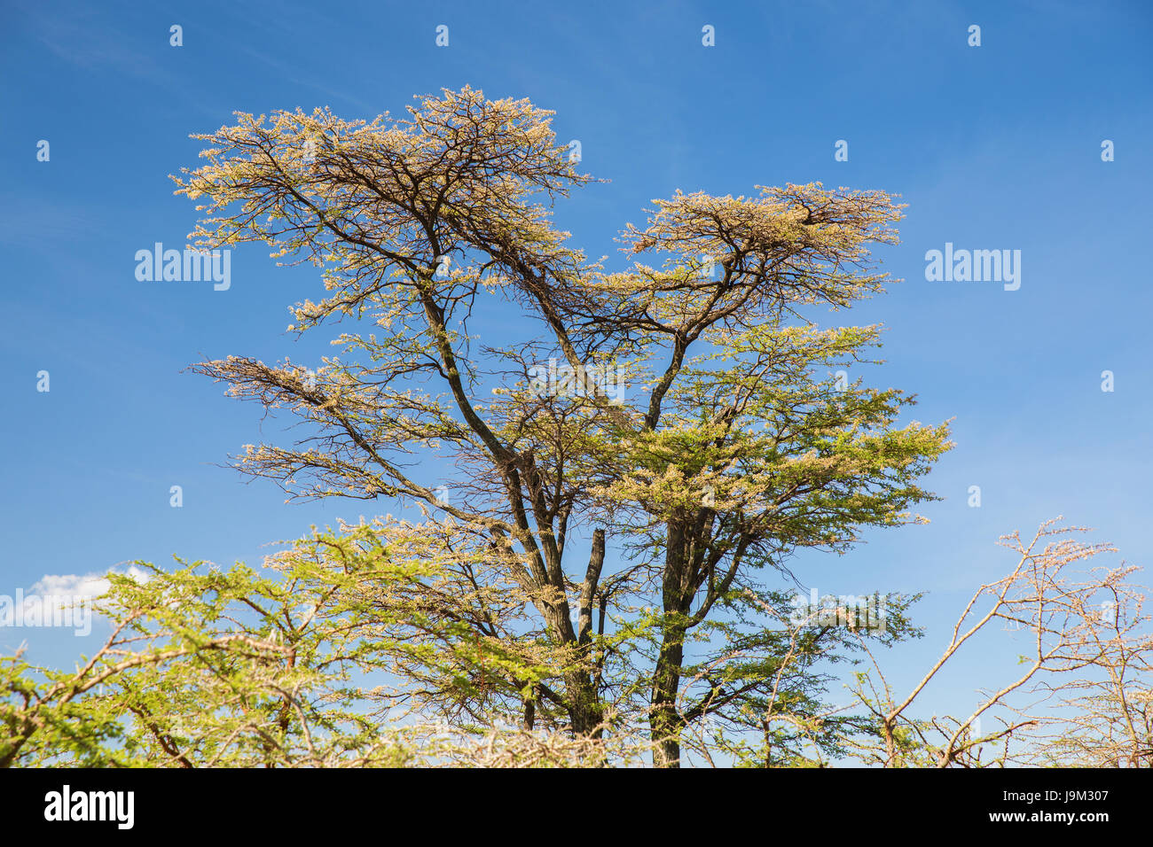 Acacia trees in maasai mara hi-res stock photography and images - Alamy