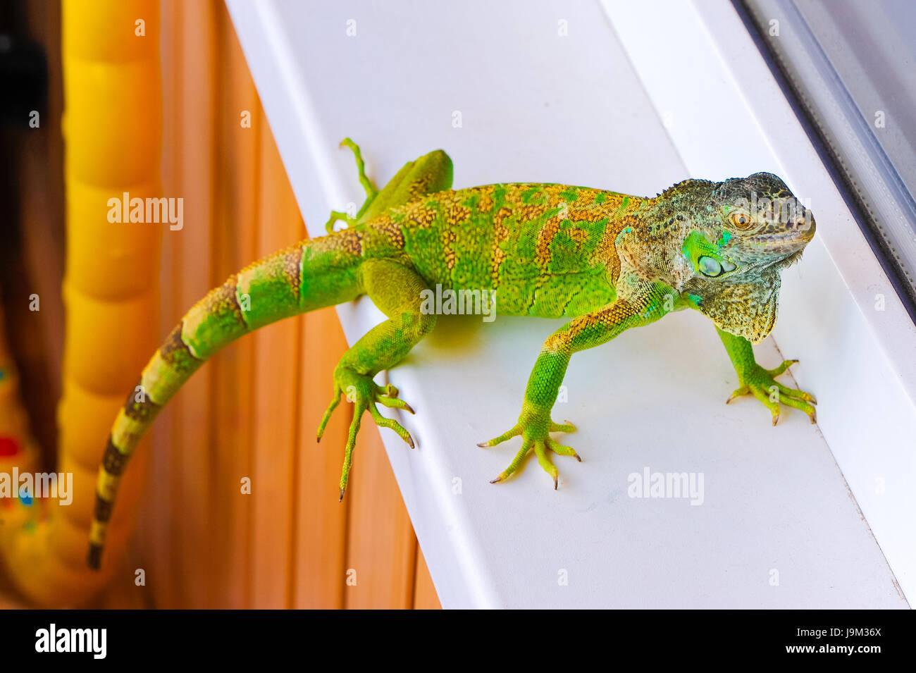 one green iguana lizard .reptile sit on window Stock Photo - Alamy
