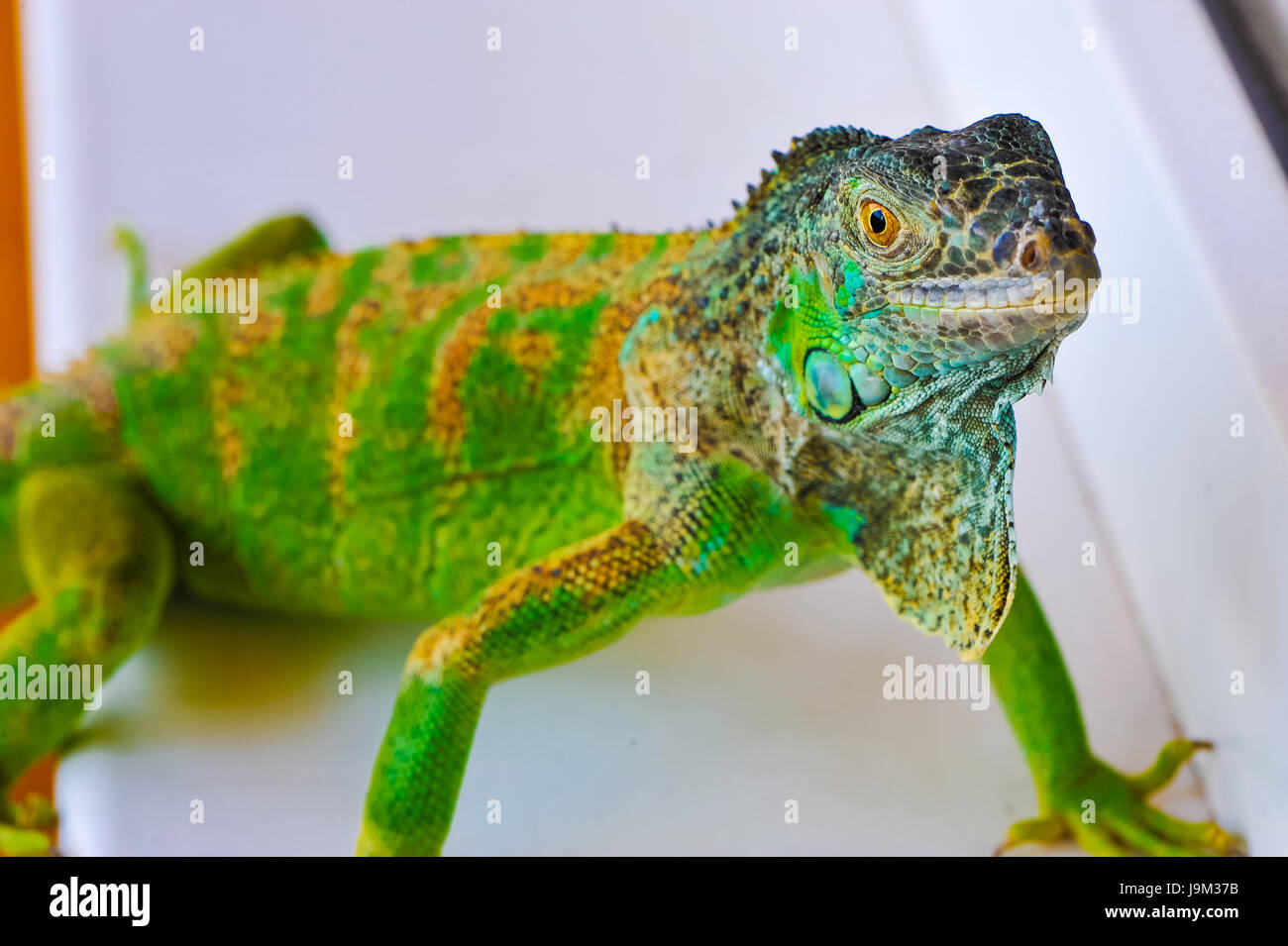 one green iguana lizard .reptile sit on window Stock Photo - Alamy