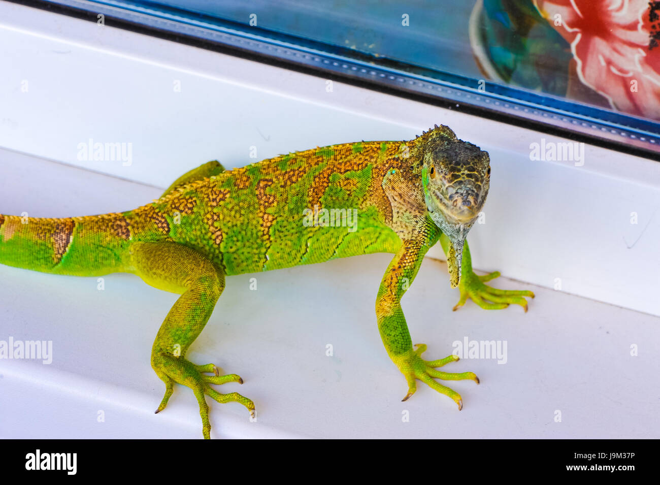 one green iguana lizard .reptile sit on window Stock Photo - Alamy