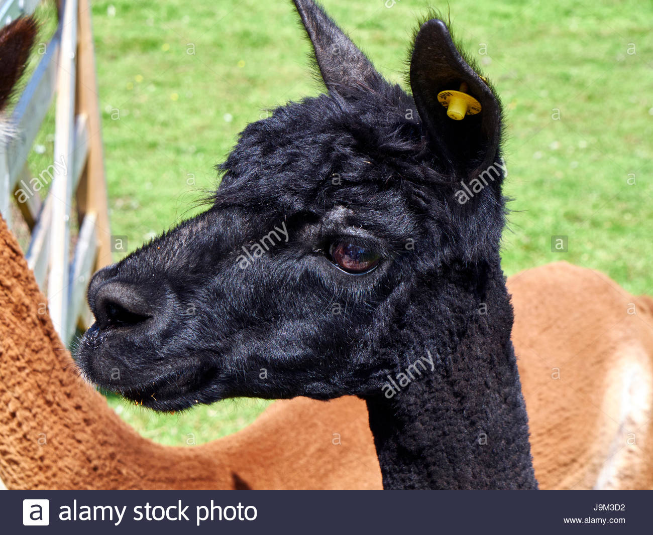 Black Alpaca High Resolution Stock Photography and Images - Alamy