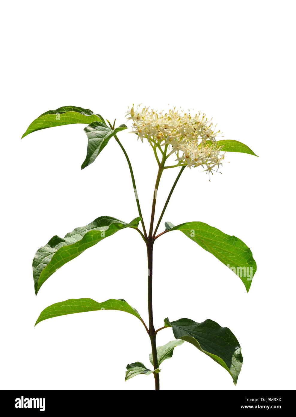 isolated, optional, tree, flower, plant, bloom, blossom, flourish ...