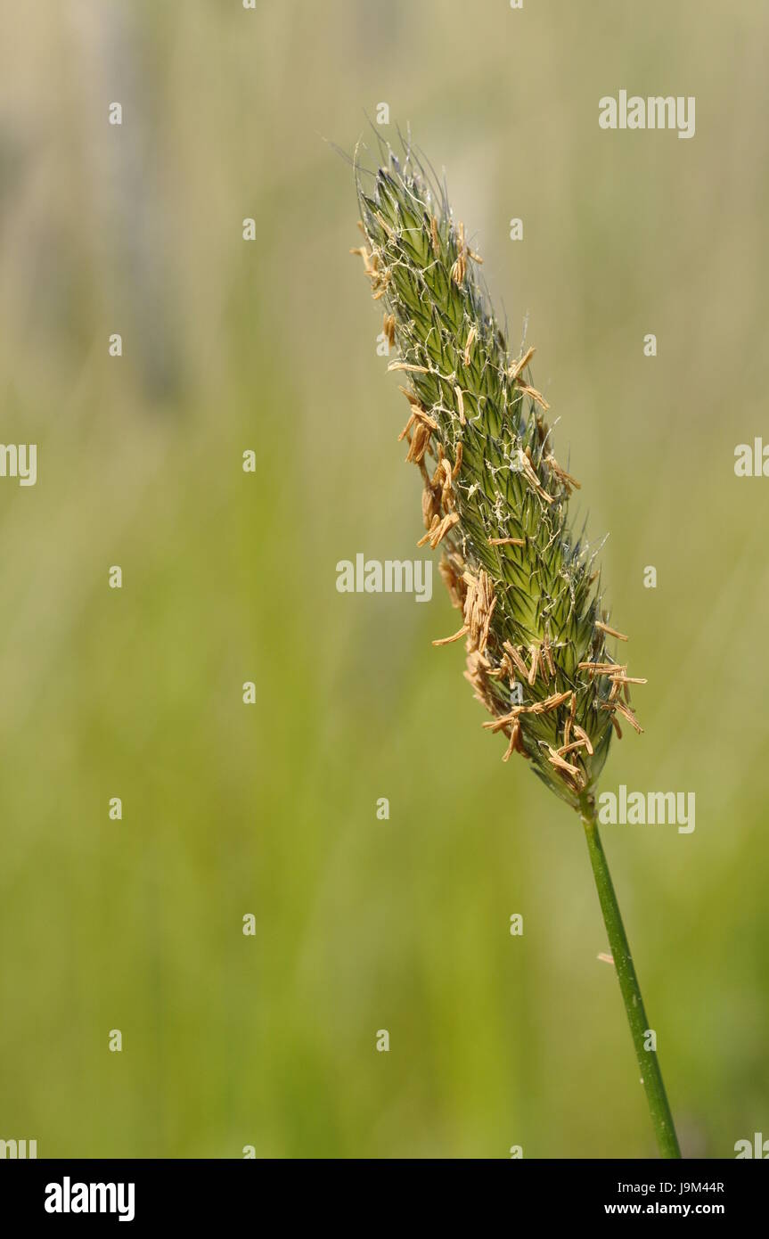 blade of grass Stock Photo - Alamy