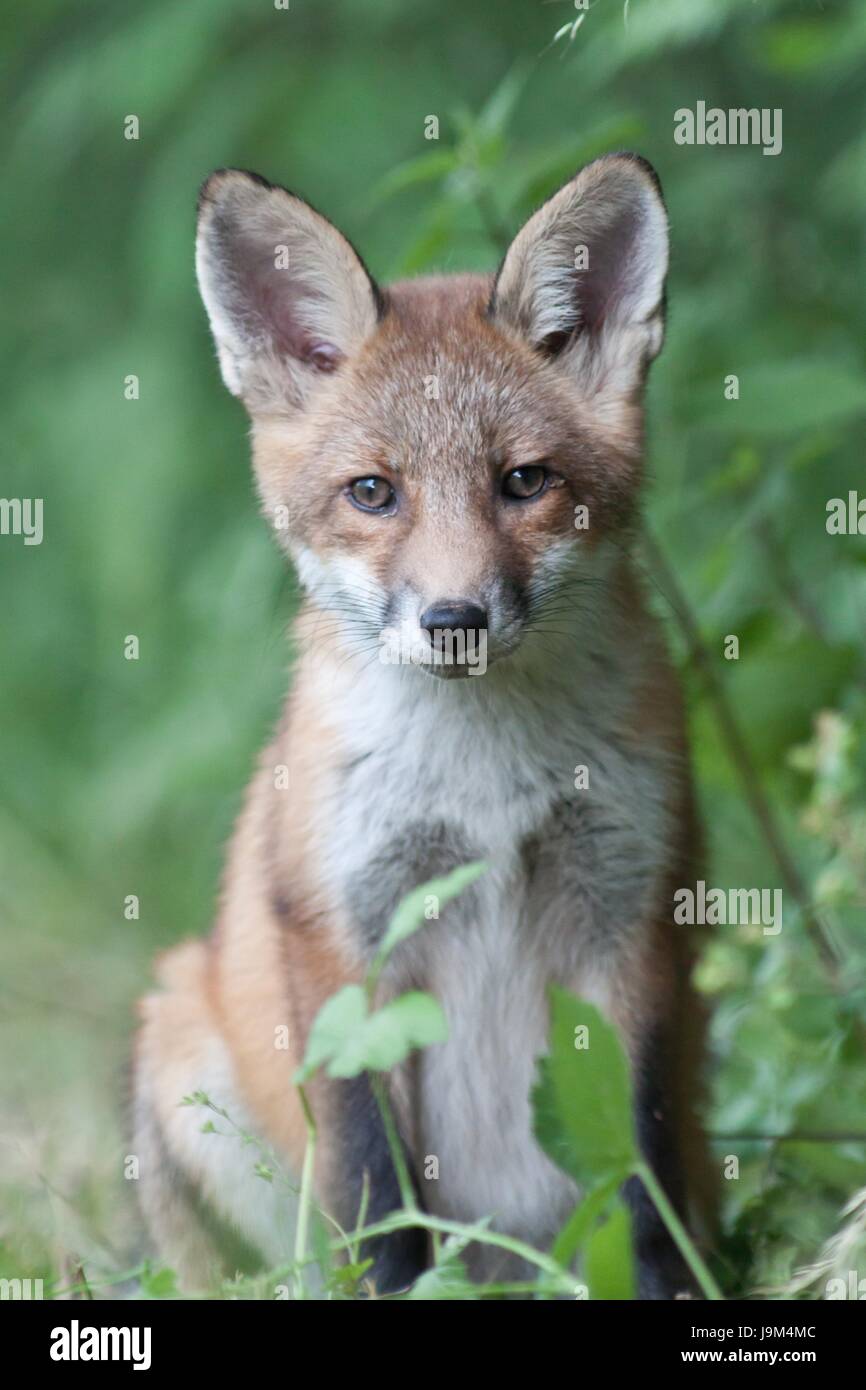 puppy, cub, baby, fox, europe, cub, baby, fox, free, germany, german ...